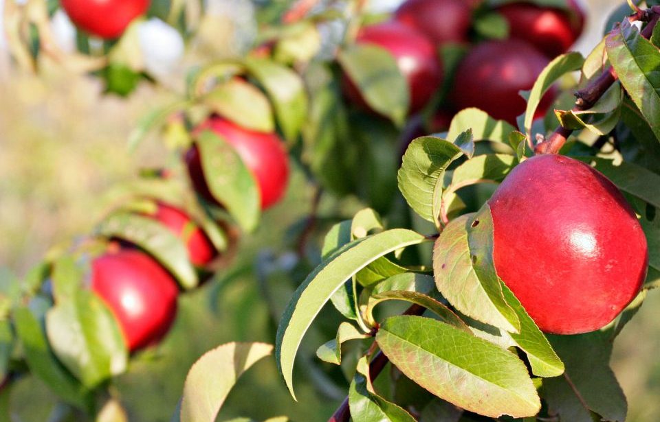 Special Range – evagro