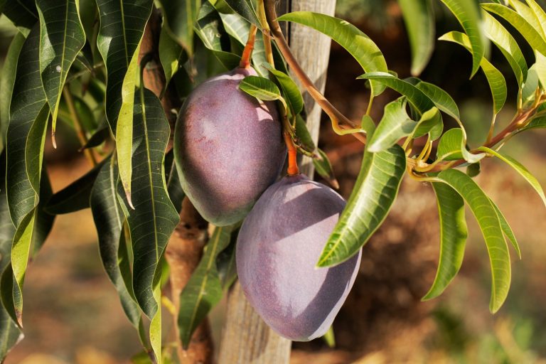 Mango – evagro